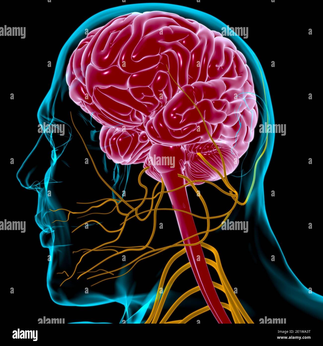 Human Brain Anatomy For Medical Concept 3D Illustration Stock Photo - Alamy