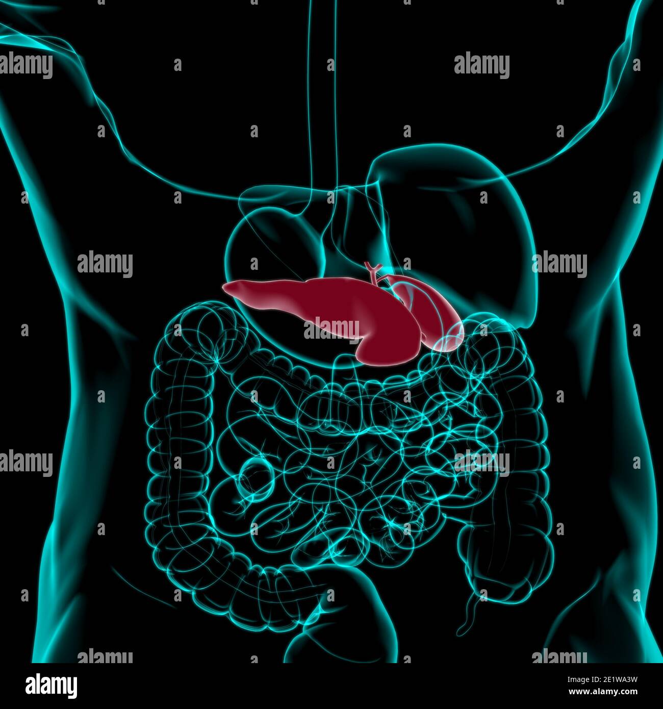 Gall Bladder Human Digestive System Anatomy For Medical Concept 3D ...