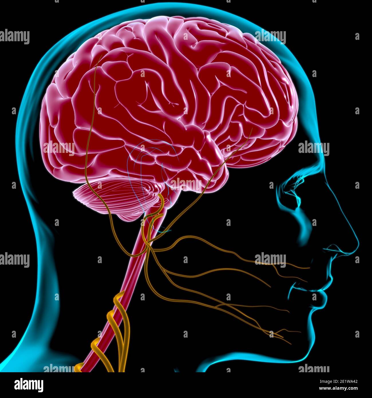 Human Brain Anatomy For Medical Concept 3D Illustration Stock Photo - Alamy