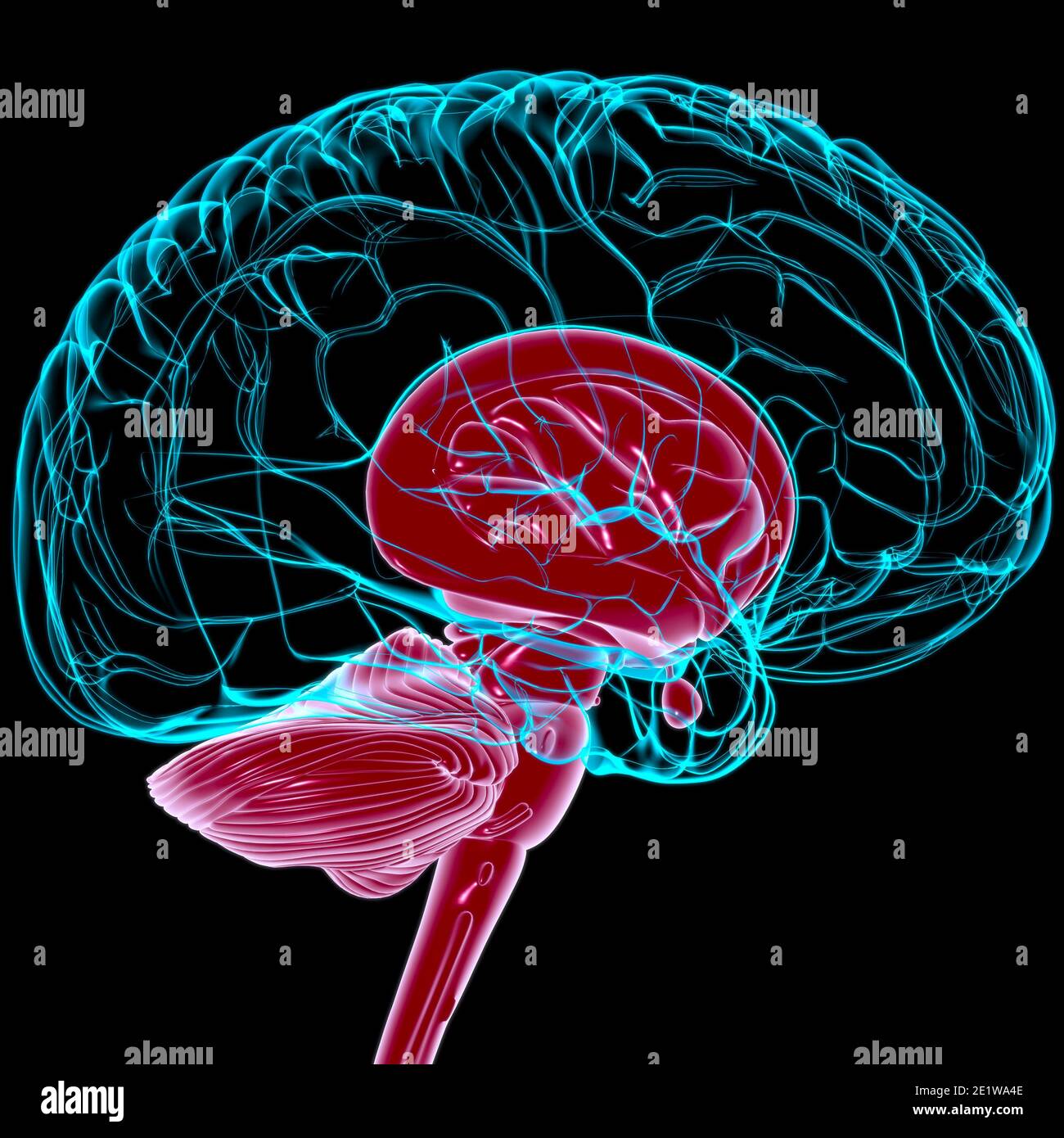 Human Brain inner parts Anatomy For Medical Concept 3D Illustration ...