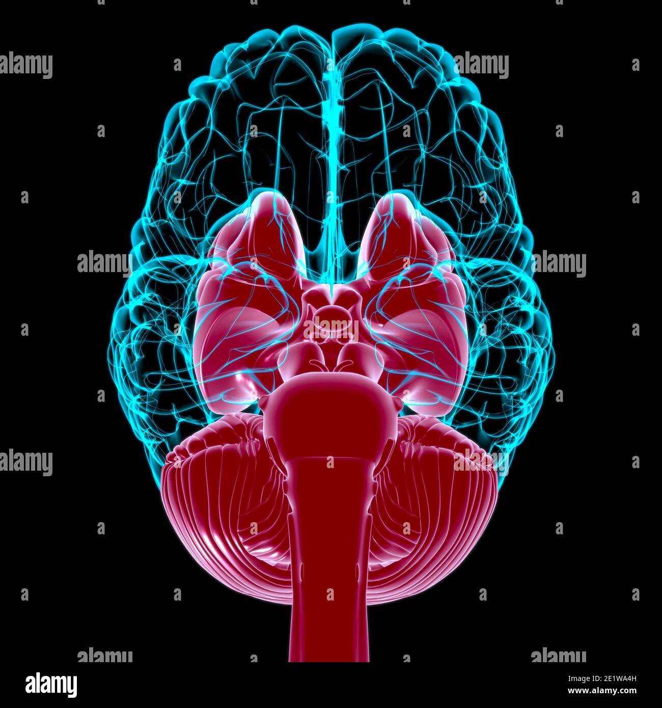 Human Brain inner parts Anatomy For Medical Concept 3D Illustration ...