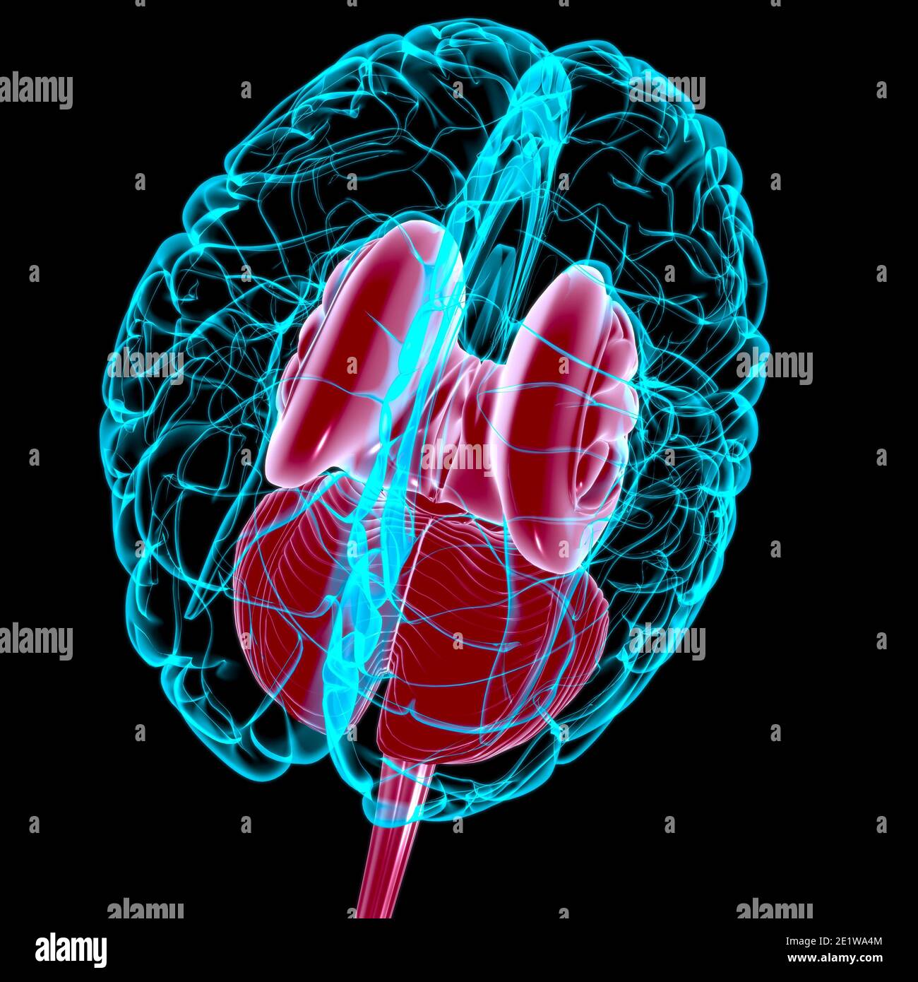 Human Brain inner parts Anatomy For Medical Concept 3D Illustration ...