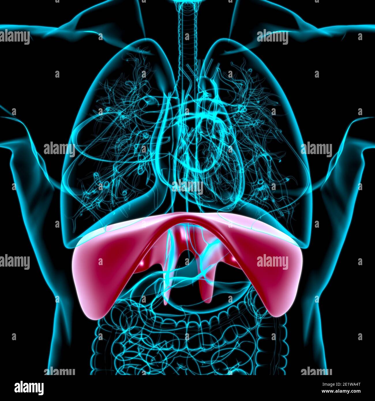 Diaphragm Human Respiratory System Anatomy For Medical Concept 3D ...