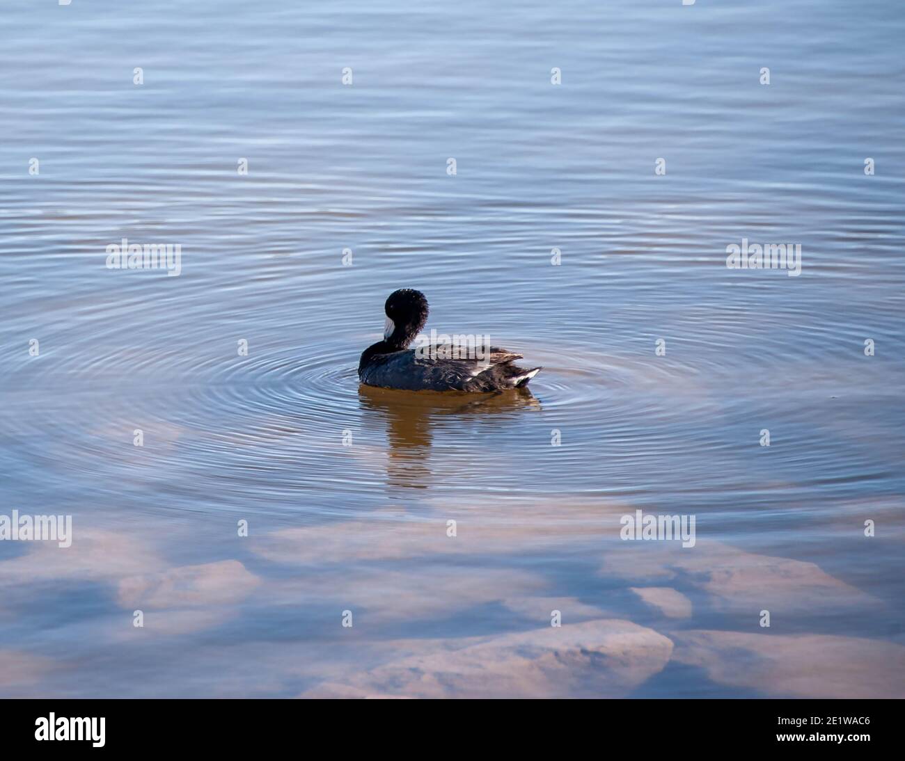 American Coot, Cornerstone Park, Henderson, NV Stock Photo - Alamy