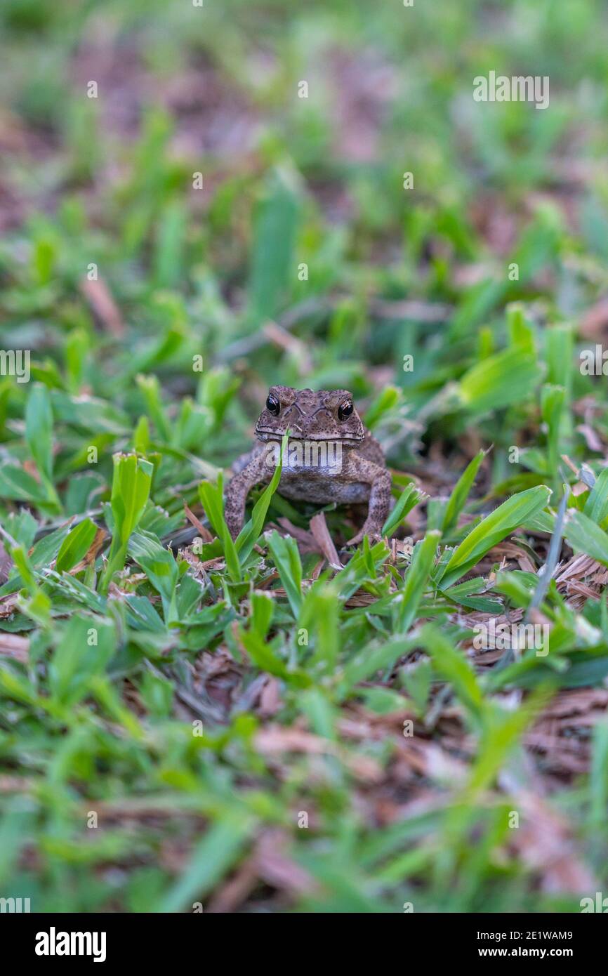 Vertical photo of frog sitting on green grass surface Stock Photo - Alamy