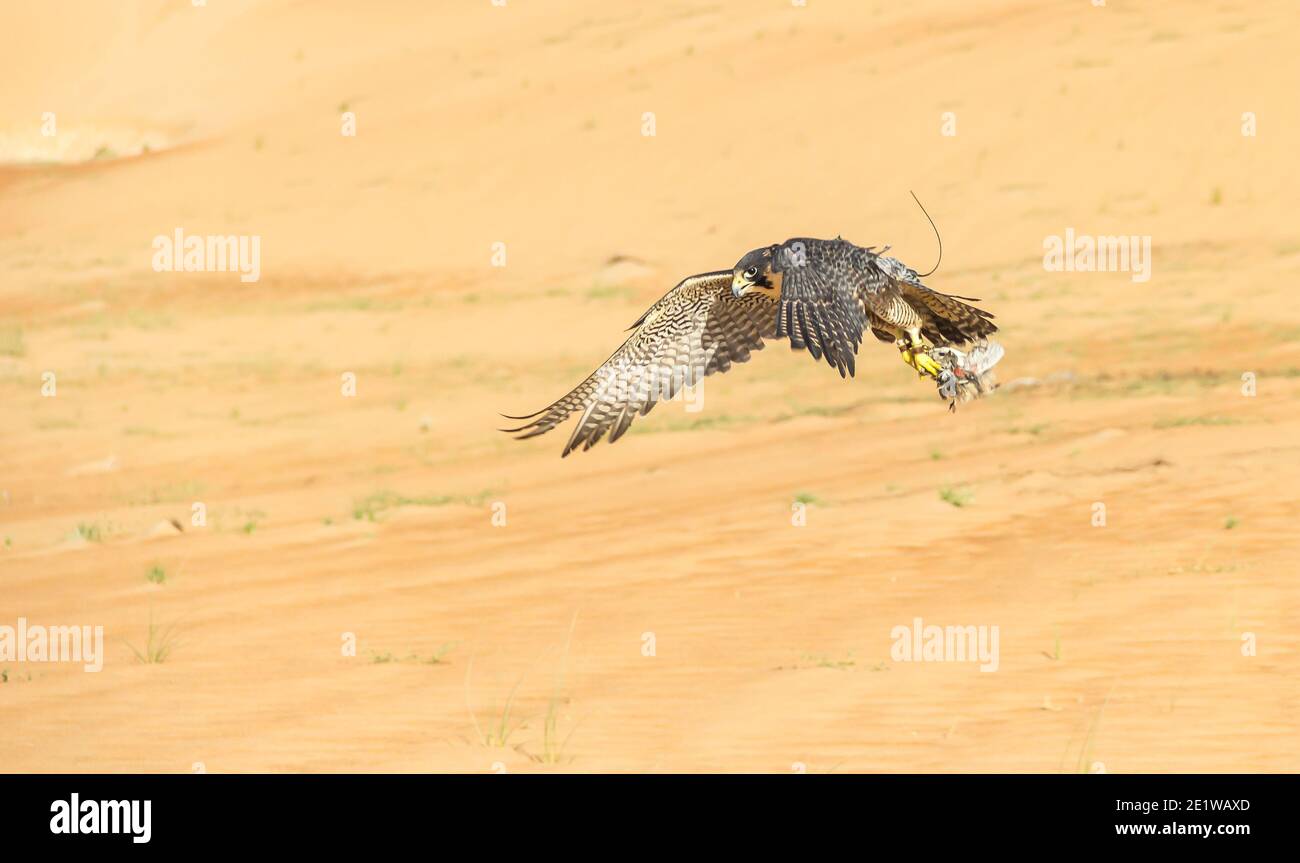 Peregrine falcon catching prey hi-res stock photography and images - Alamy