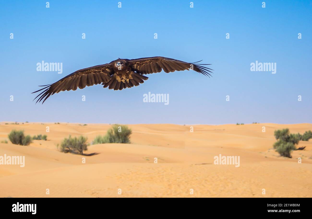 Desert eagle flying over a dune towards its catch in the dubai ...