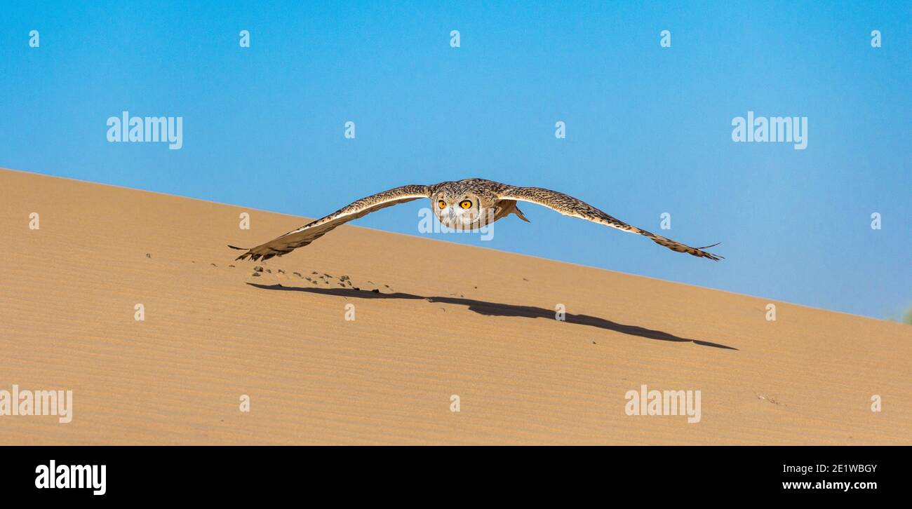 Desert Owl flying towards its catch Stock Photo - Alamy