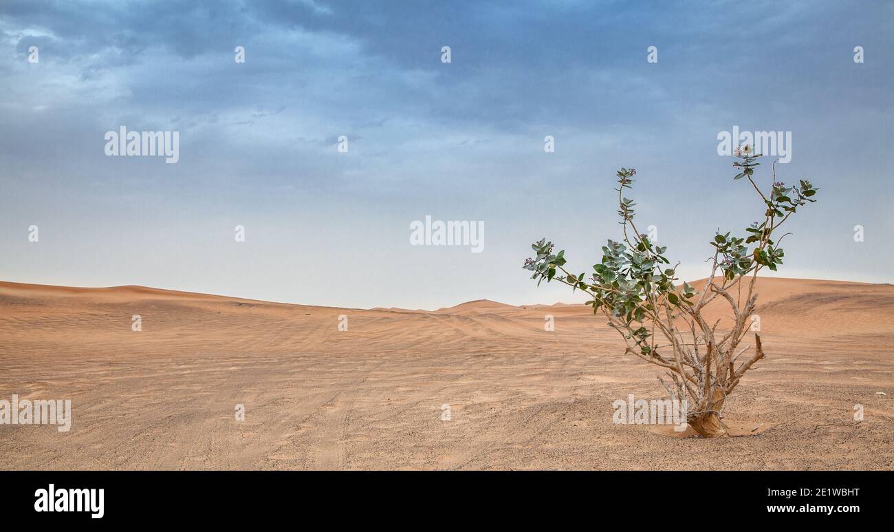 desert landscape in the united Arab emirates Stock Photo - Alamy