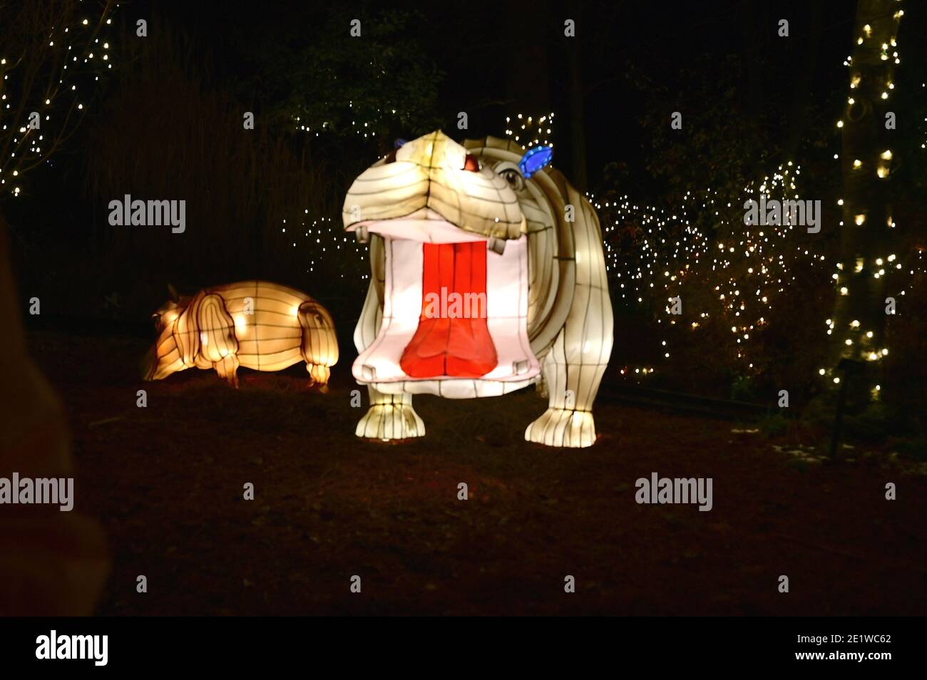 Flying lizards hi-res stock photography and images - Alamy