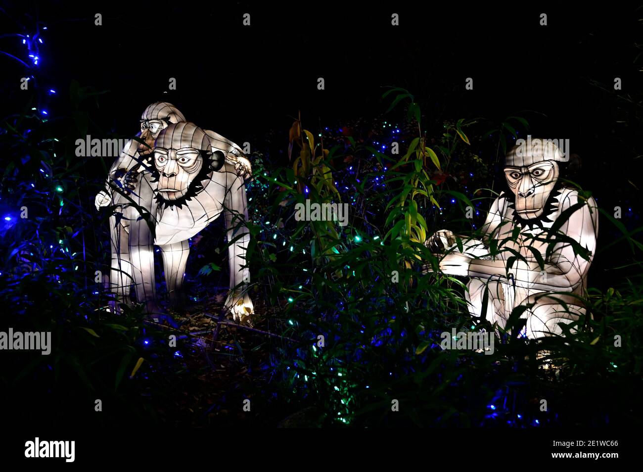 Flying lizards hi-res stock photography and images - Alamy