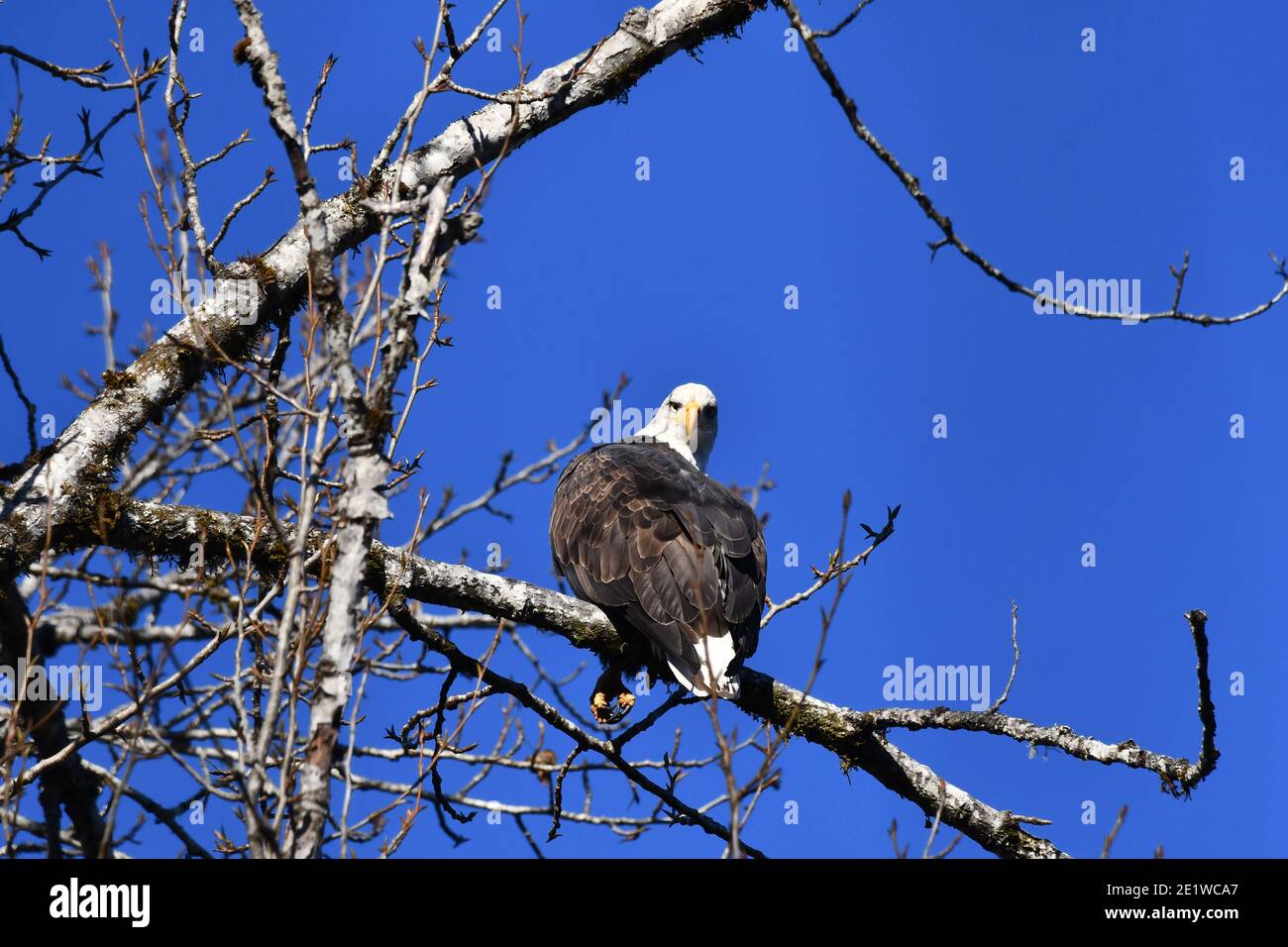 Pacific eagle hi-res stock photography and images - Alamy