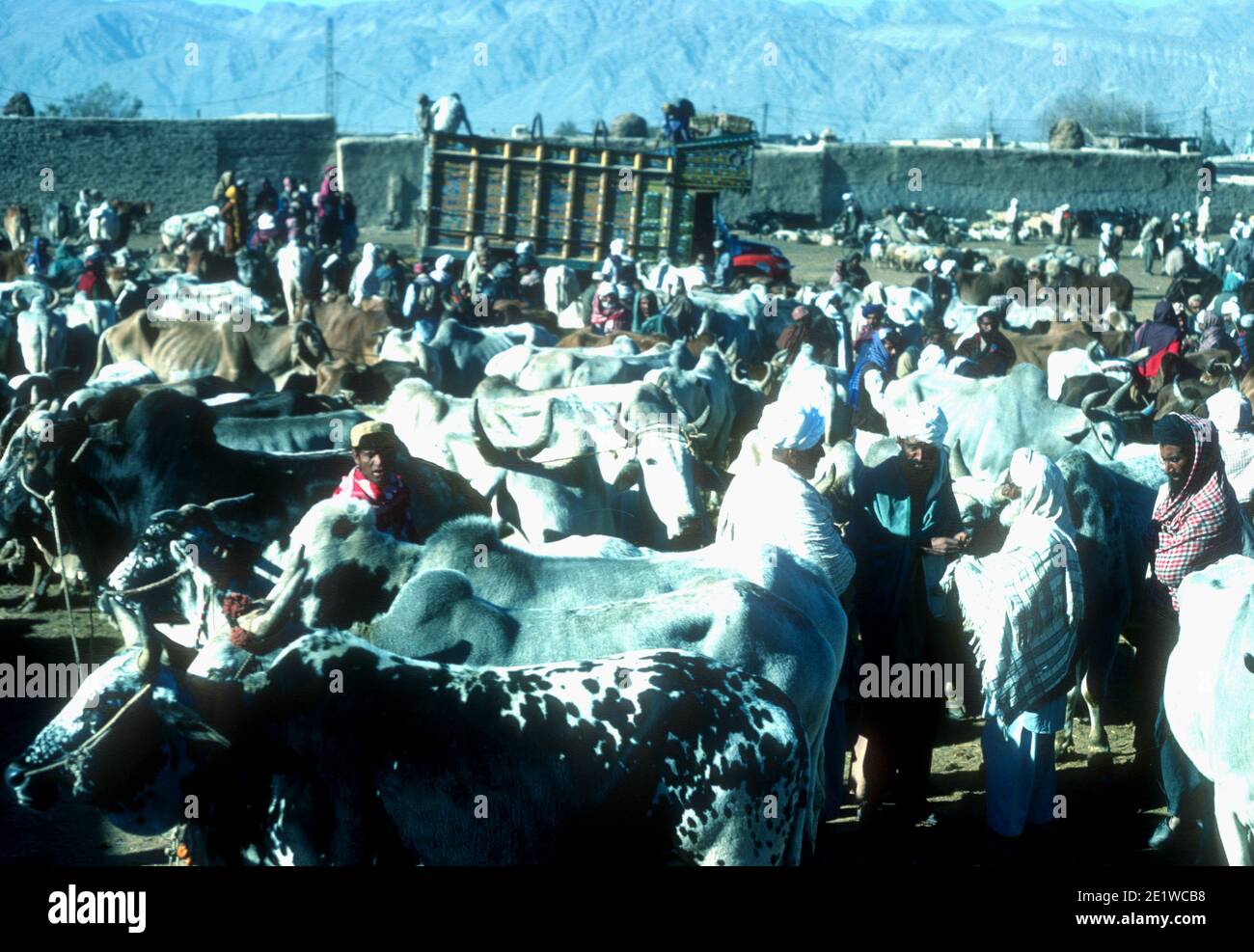 Cattle market outside Quetta, Baluchistan Stock Photo - Alamy