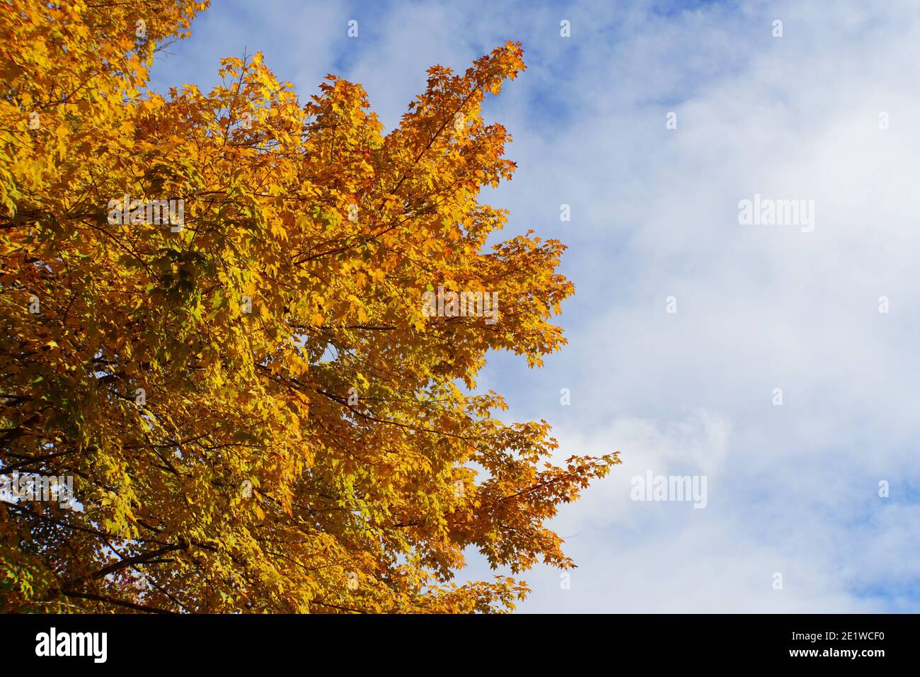 Beautiful and bright yellow fall foliage under blue sky Stock Photo - Alamy