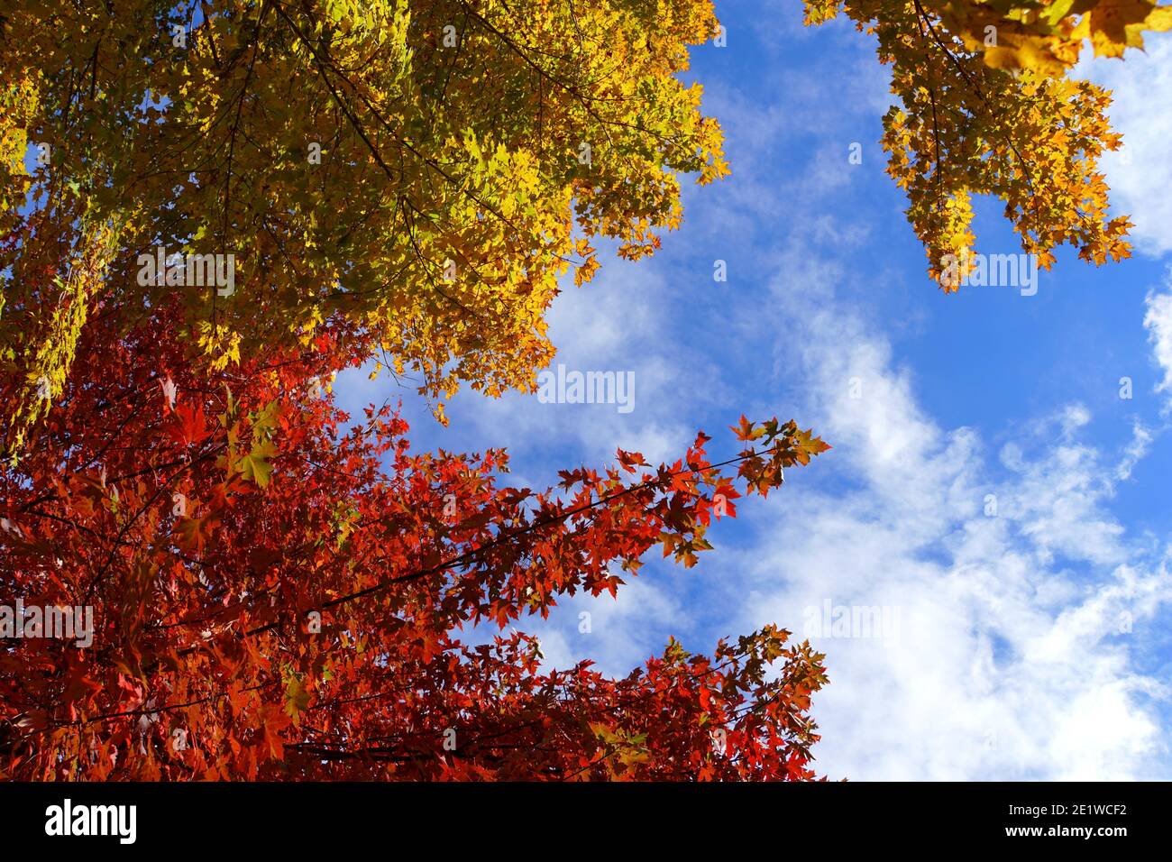 Red fall foliage hi-res stock photography and images - Alamy