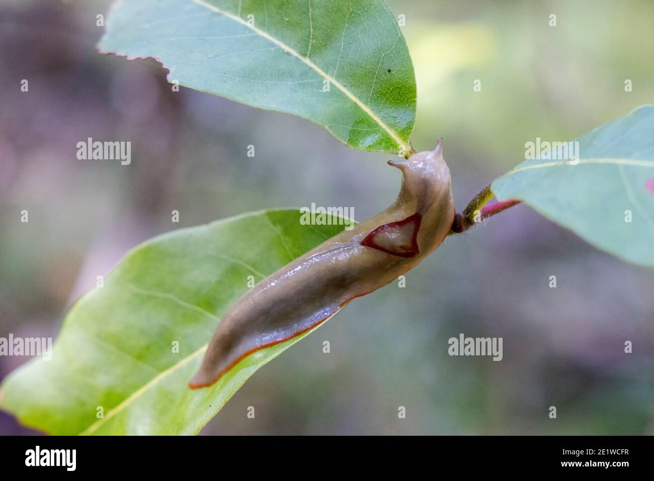 Red triangle slug hi-res stock photography and images - Alamy