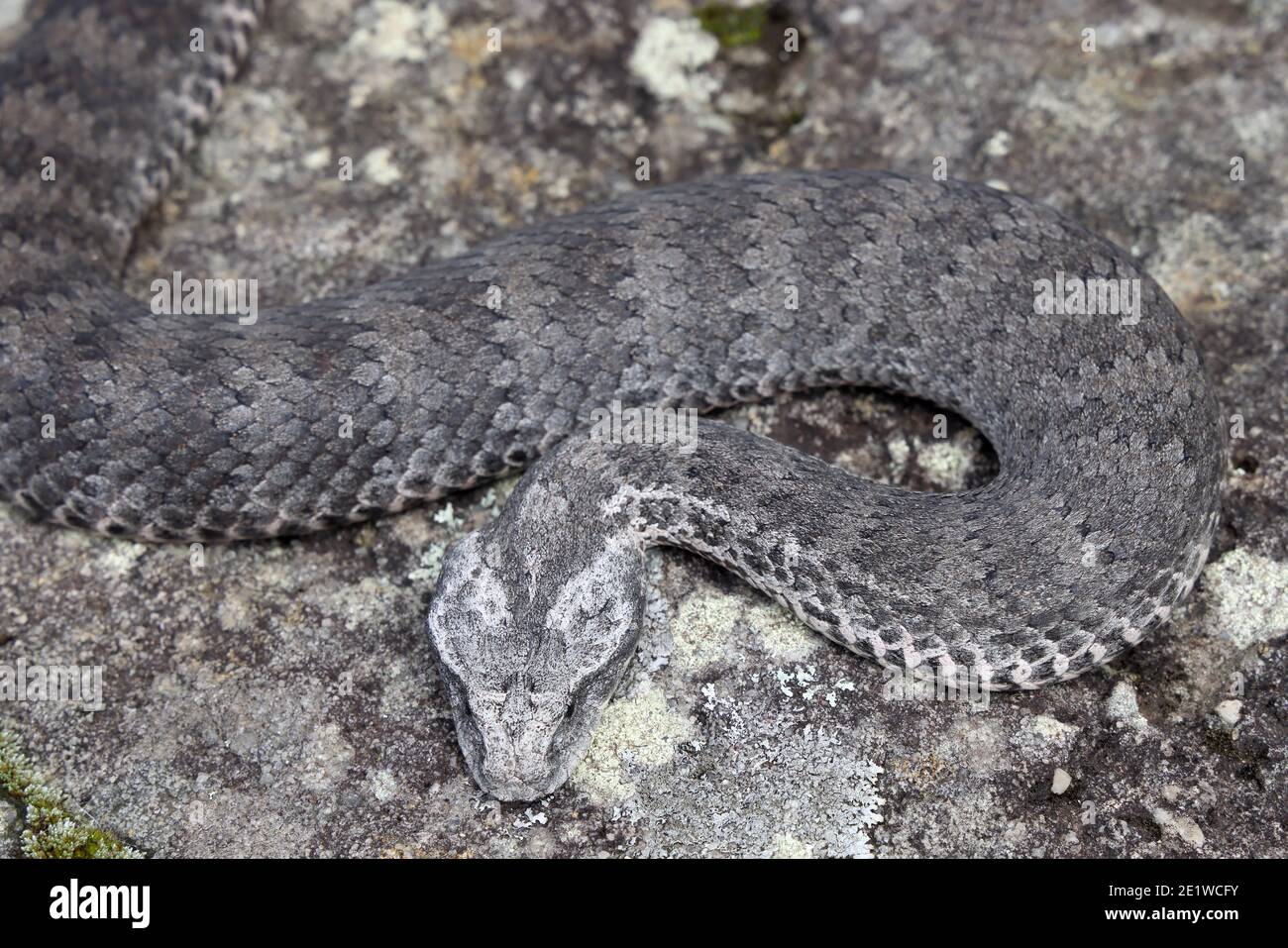 Common death adder hi-res stock photography and images - Alamy