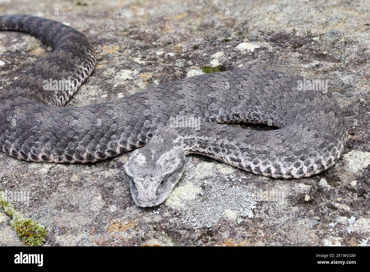 Common death adder hi-res stock photography and images - Alamy