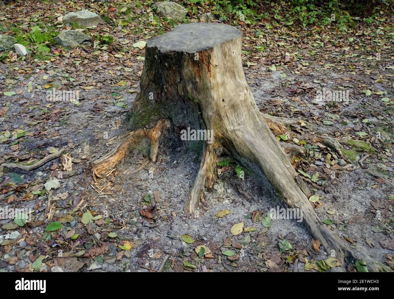 Dead tree on the ground hi-res stock photography and images - Alamy
