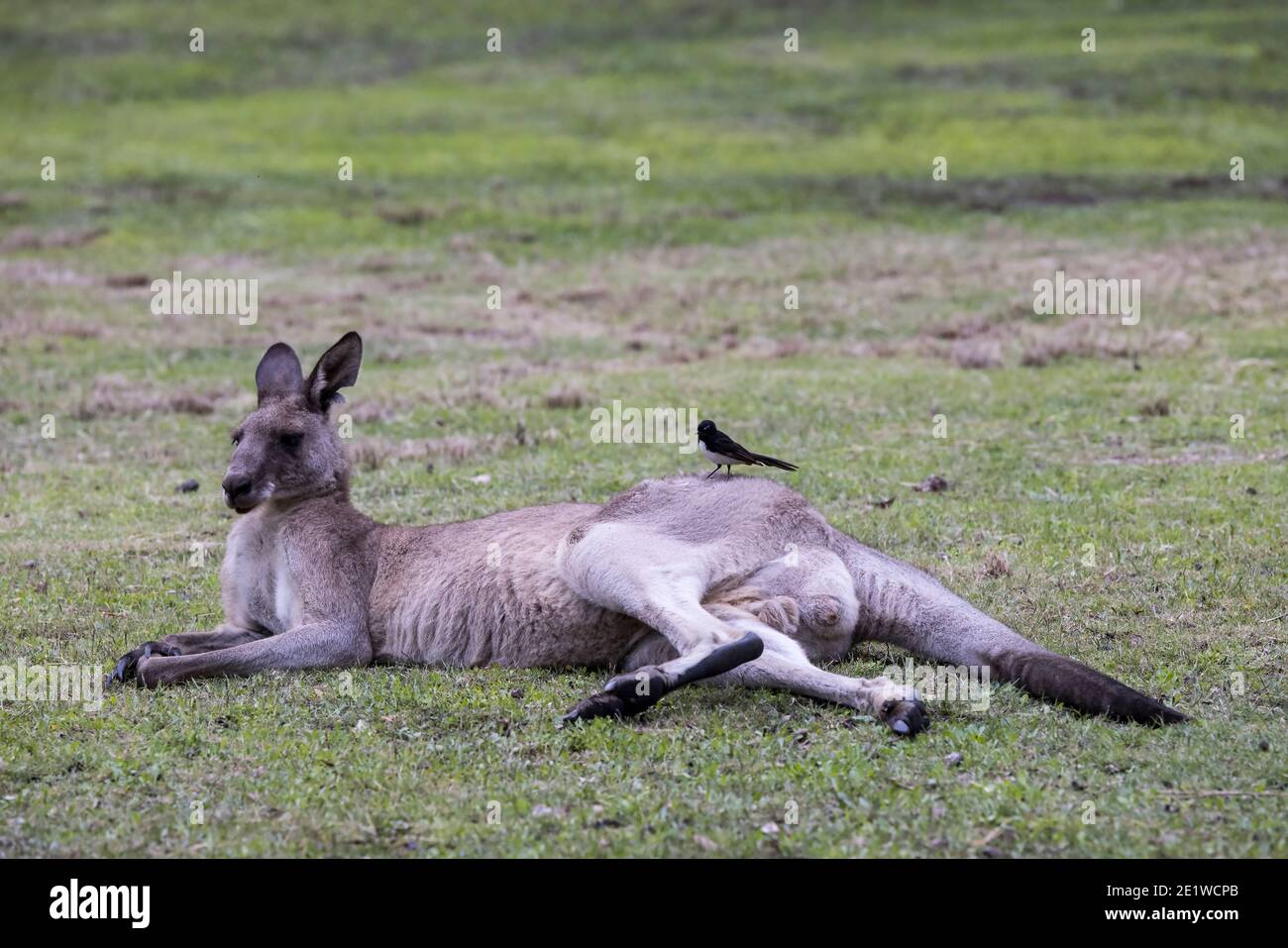 Kangaroo buck male hi-res stock photography and images - Alamy