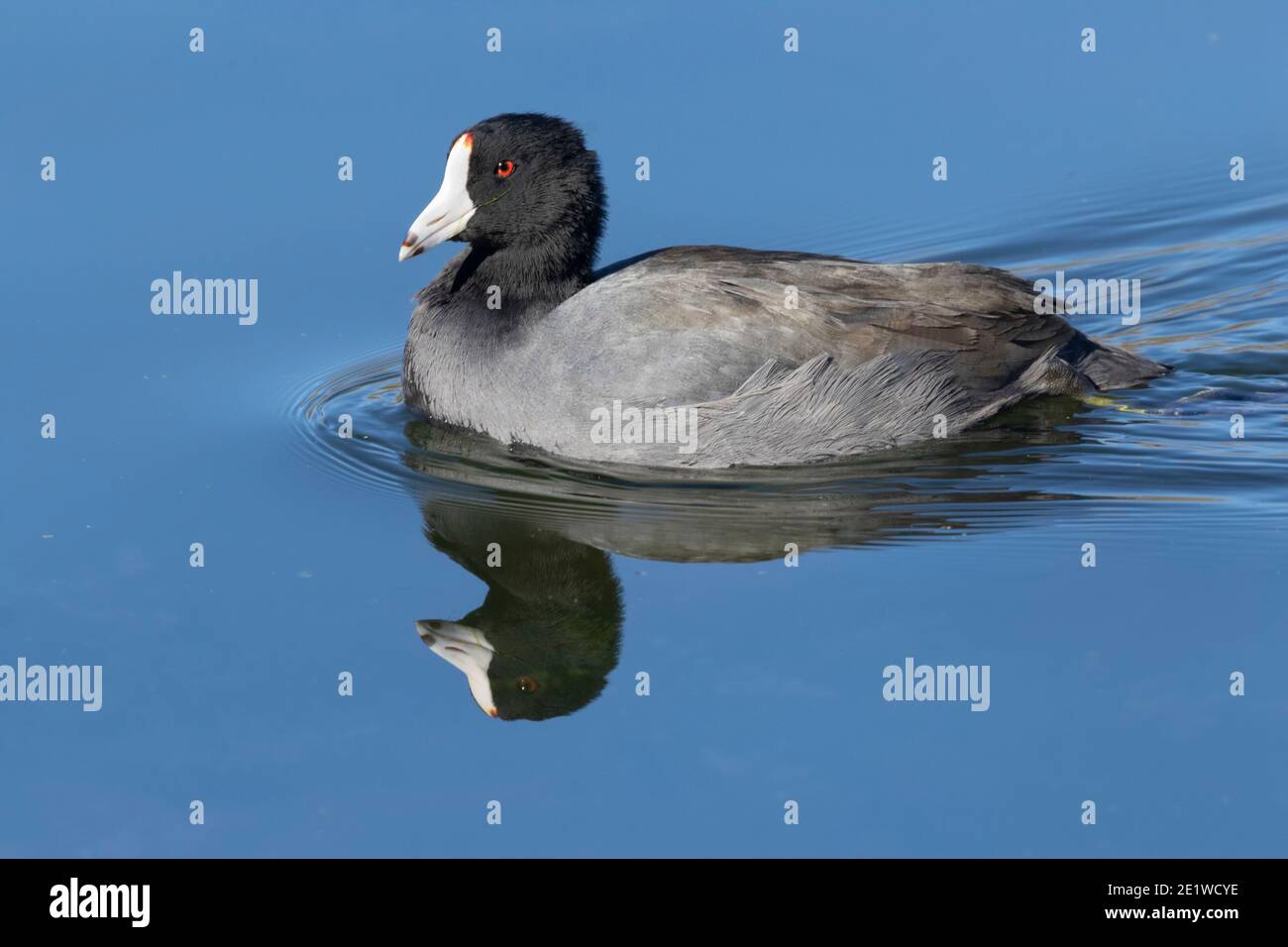 American coot swimming in bright blue water Stock Photo - Alamy