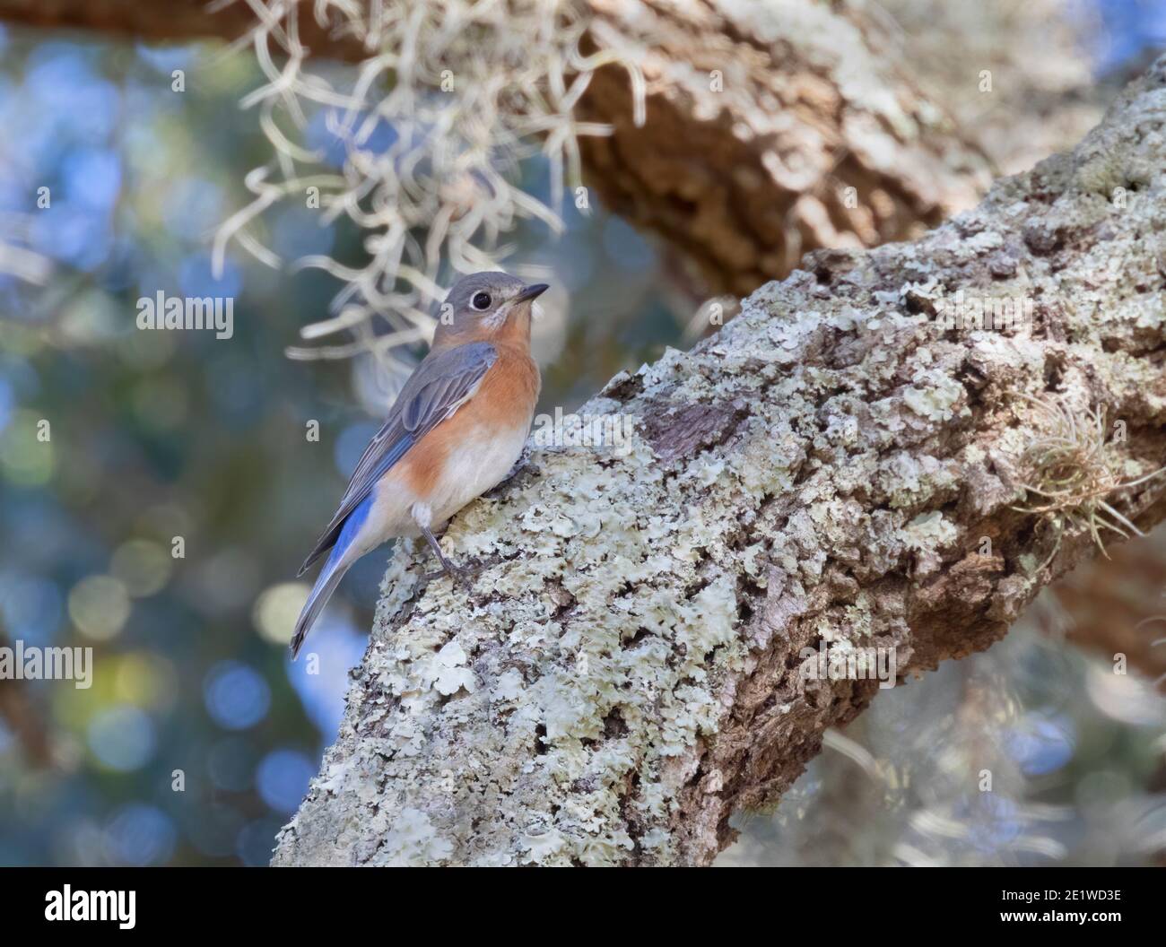 Eastern Bluebird Perched On Tree Branch, Brazos Band State Park, Texas ...