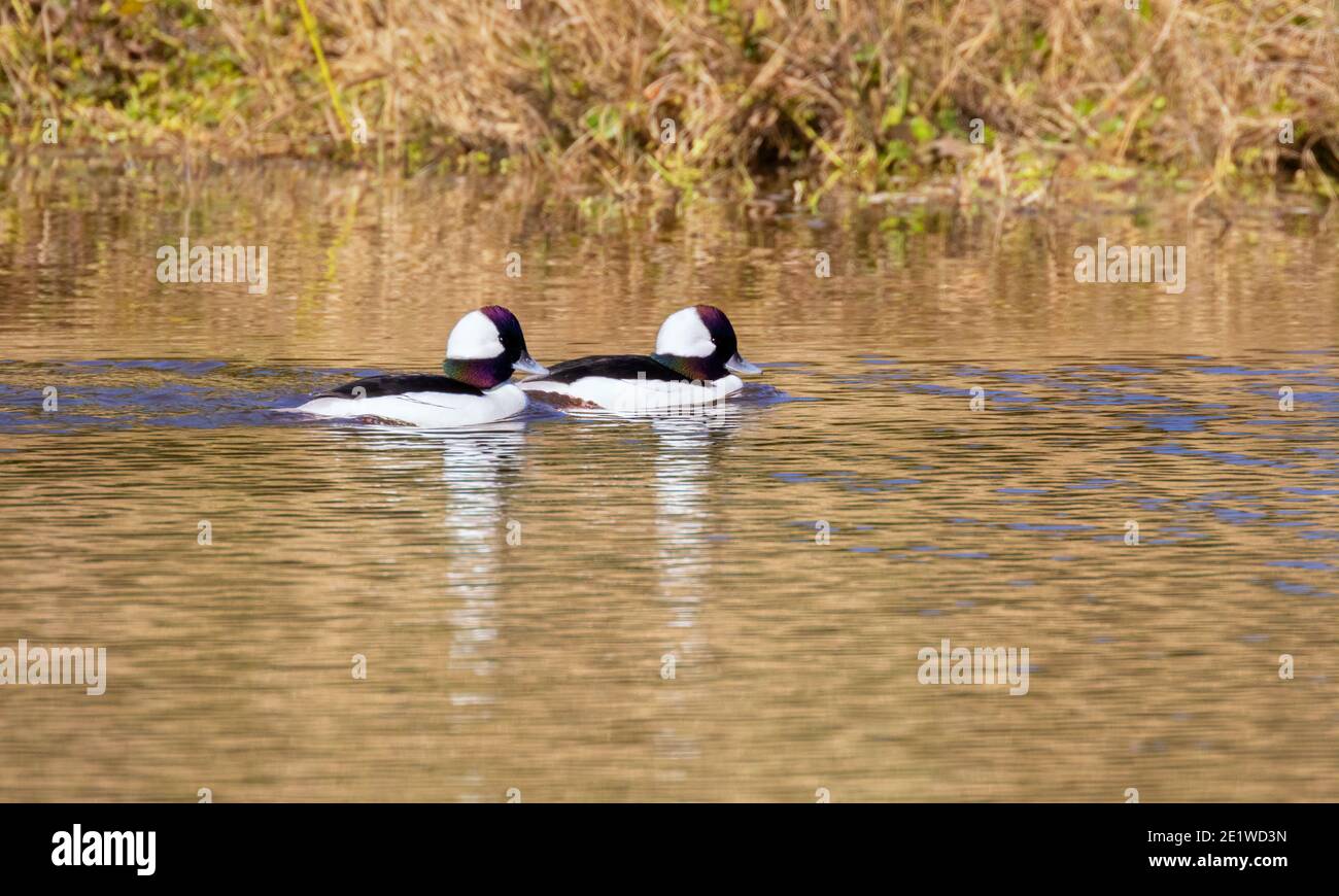 Bucephala Albeola High Resolution Stock Photography and Images - Alamy