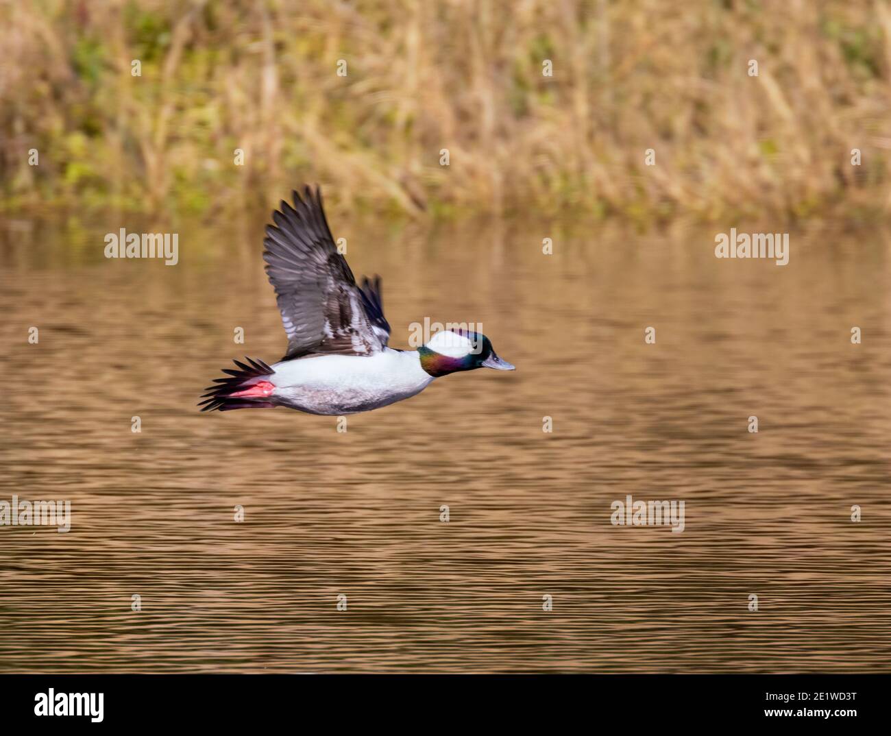 The bufflehead (Bucephala albeola) flying over water Stock Photo - Alamy
