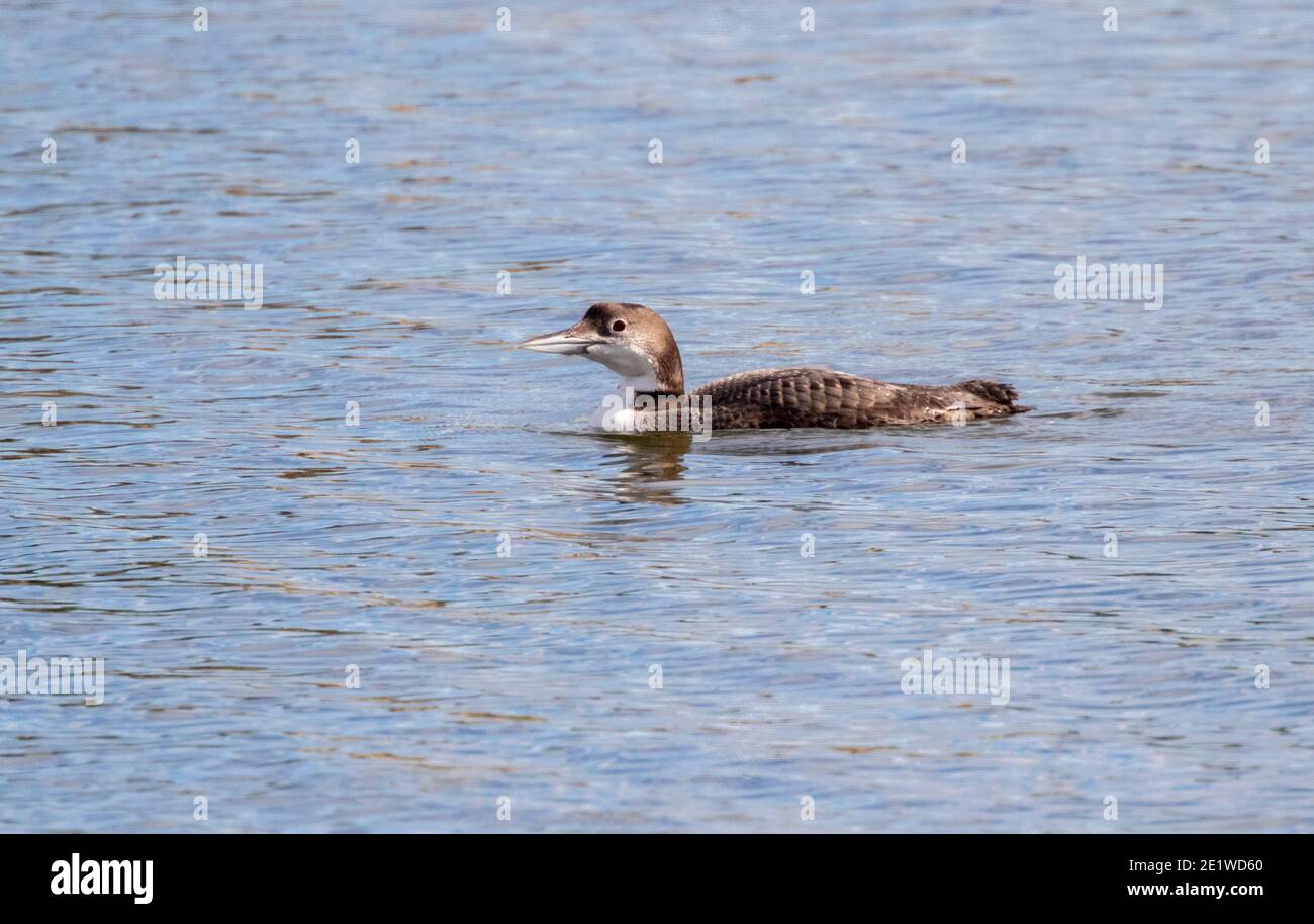 Nonbreeding hi-res stock photography and images - Alamy