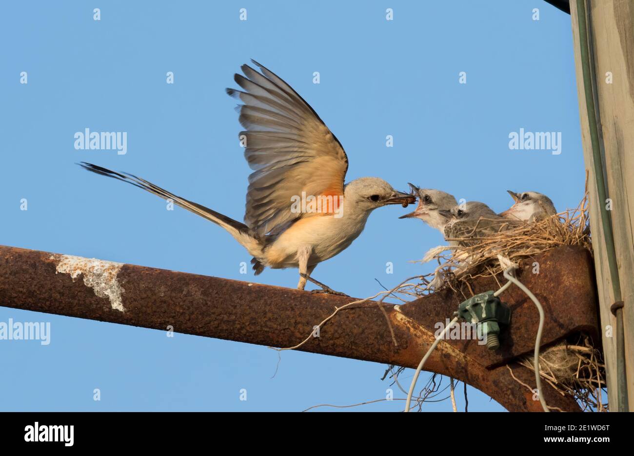 The scissor tailed flycatcher (Tyrannus forficatus) feeding nestlings ...