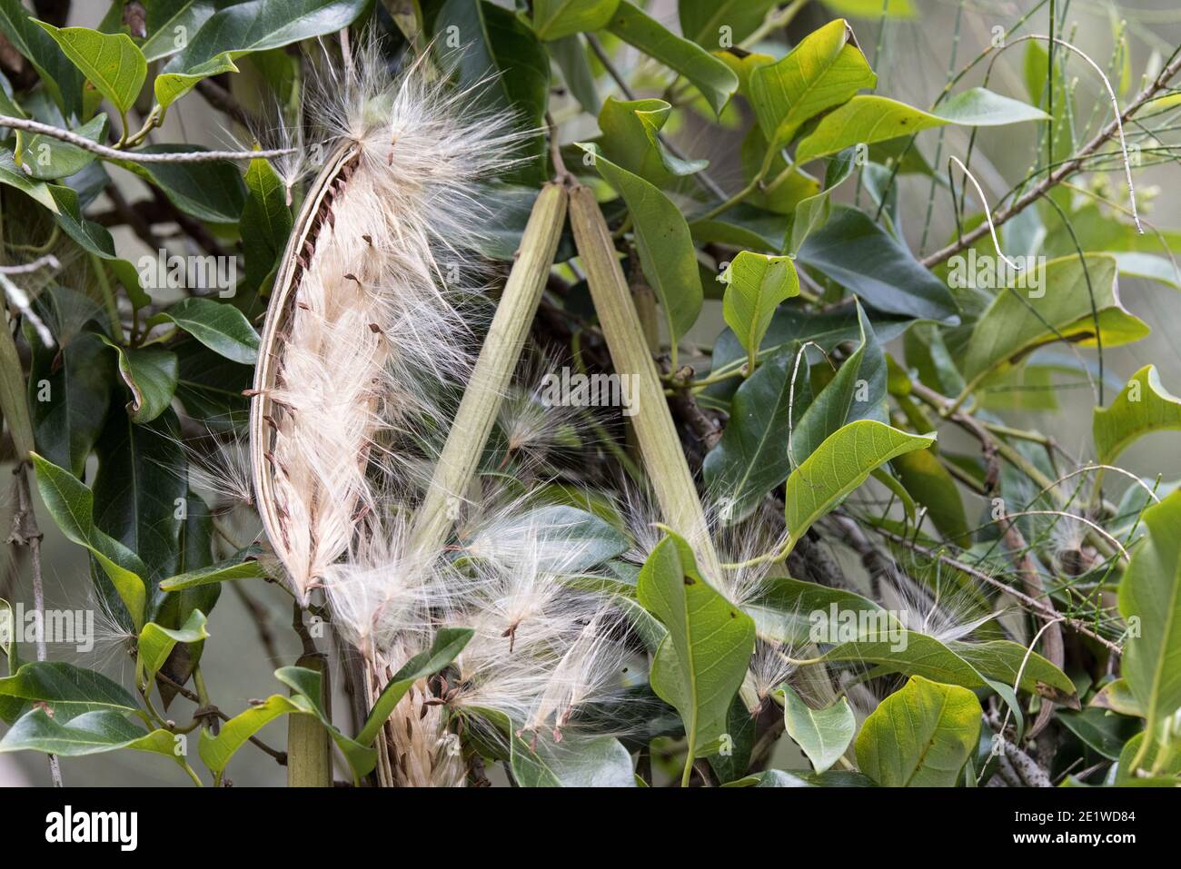 Floating seeds hi-res stock photography and images - Alamy