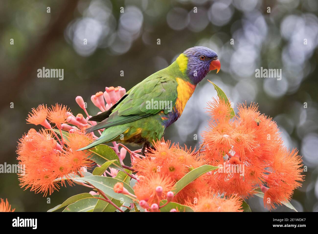 Rainbow Lorikeet feeding on nectar of the Red Flowering Gum Tree Stock ...