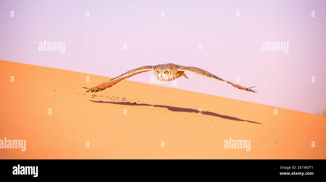 Desert owl flying over sand dunes in the Dubai Conservation area Stock ...