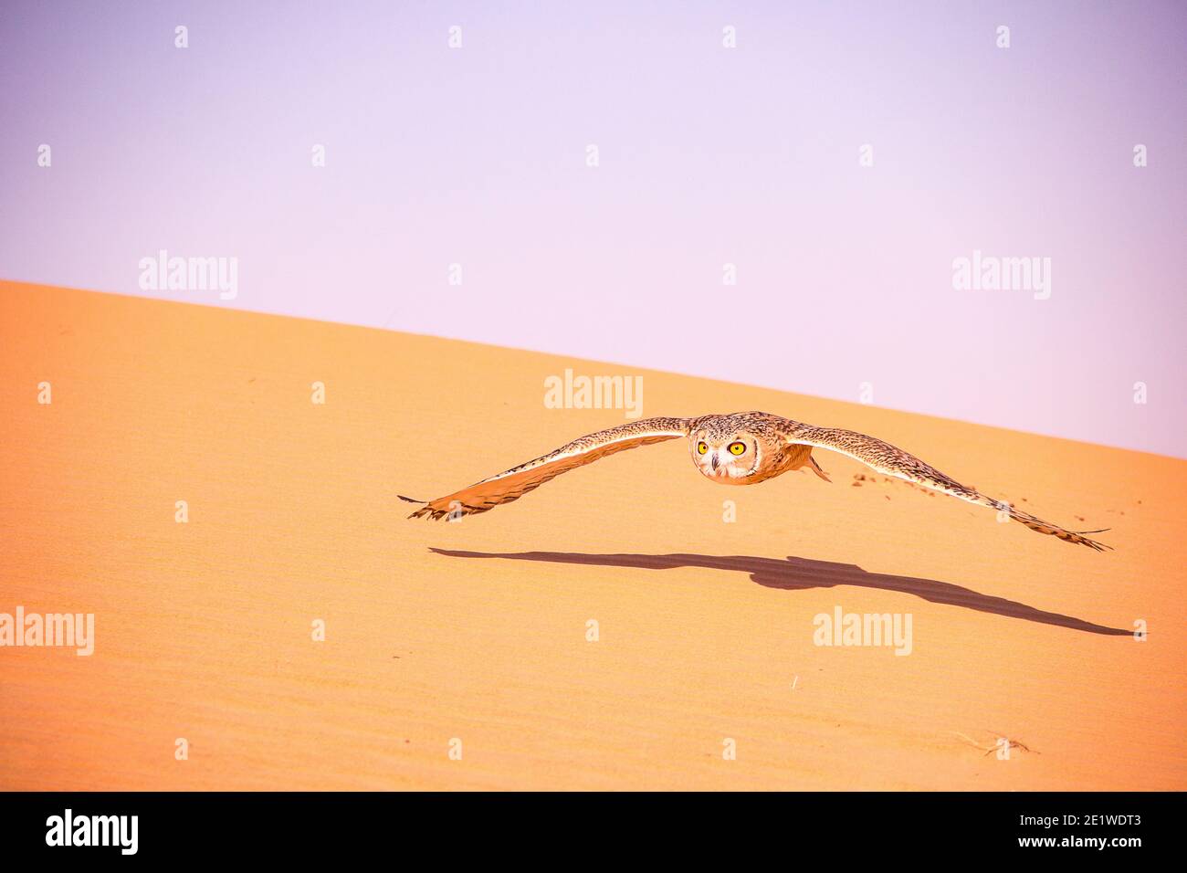 Desert owl flying over sand dunes in the Dubai Conservation area Stock ...