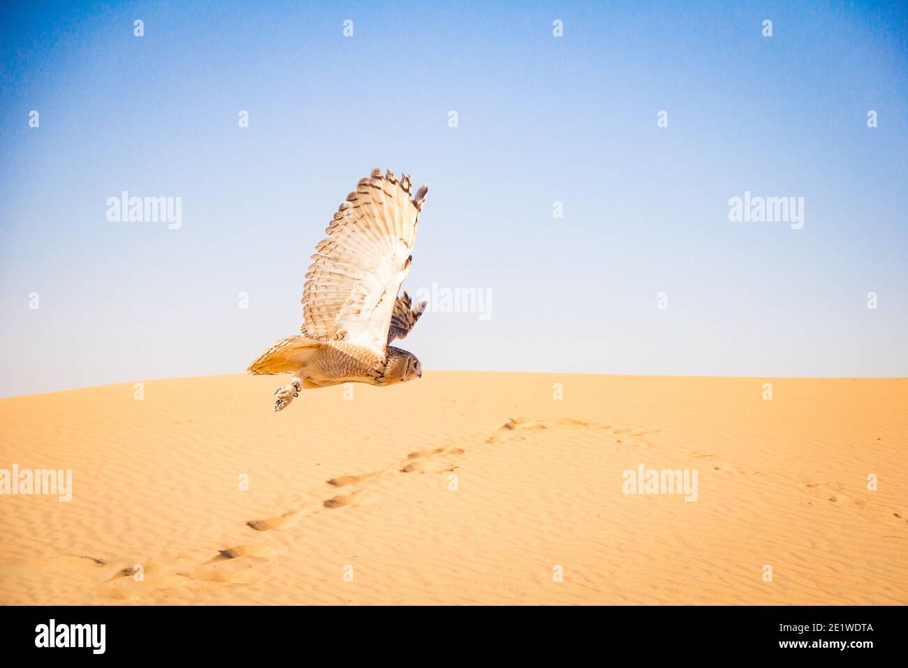 Desert owl flying over sand dunes in the Dubai Conservation area Stock ...
