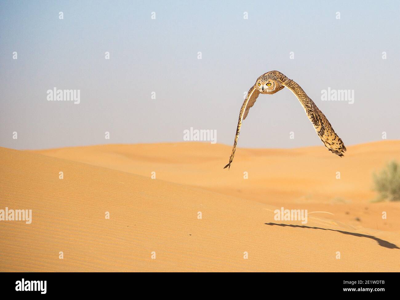 Desert owl flying over sand dunes in the Dubai Conservation area Stock ...