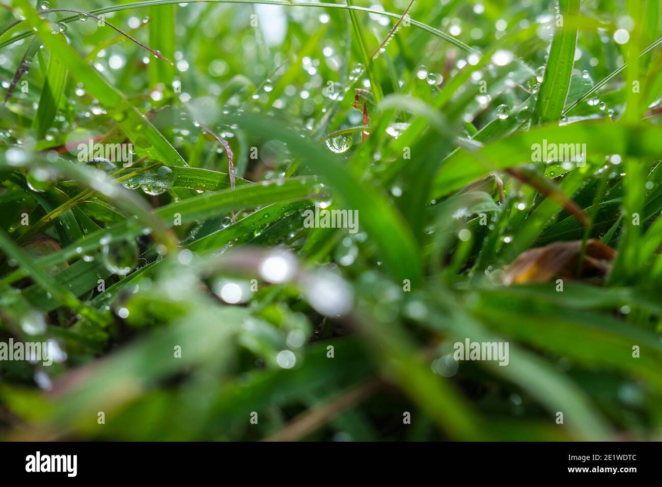 Drops dew grass hi-res stock photography and images - Alamy