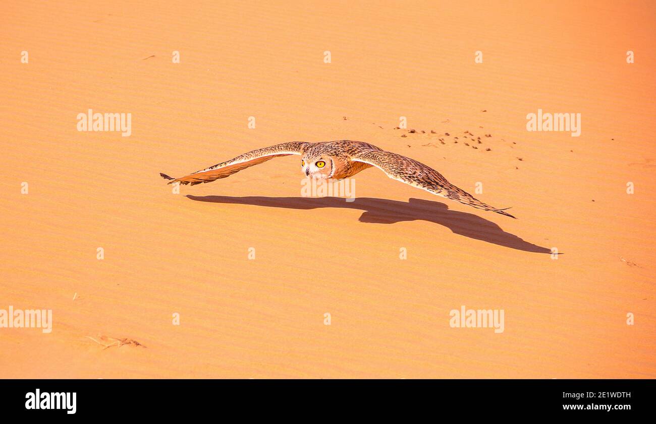 Desert owl flying over sand dunes in the Dubai Conservation area Stock ...