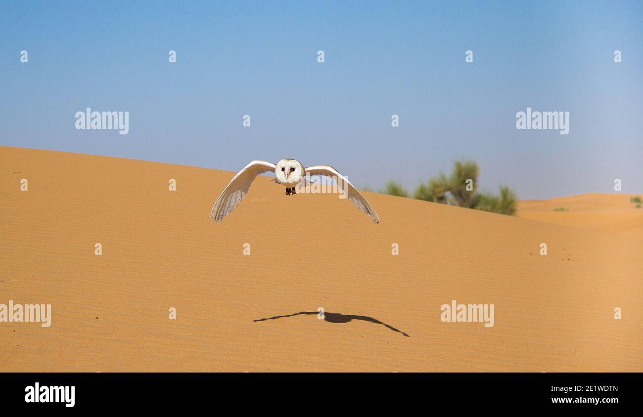 Barn owl flying over sand dunes in the Dubai Conservation area Stock ...