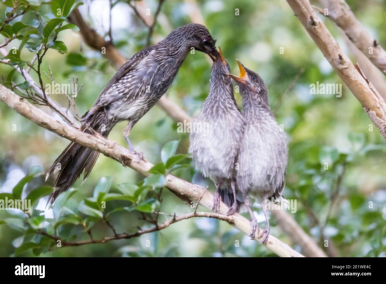 Little Wattle Bird feeding fledged chicks Stock Photo - Alamy
