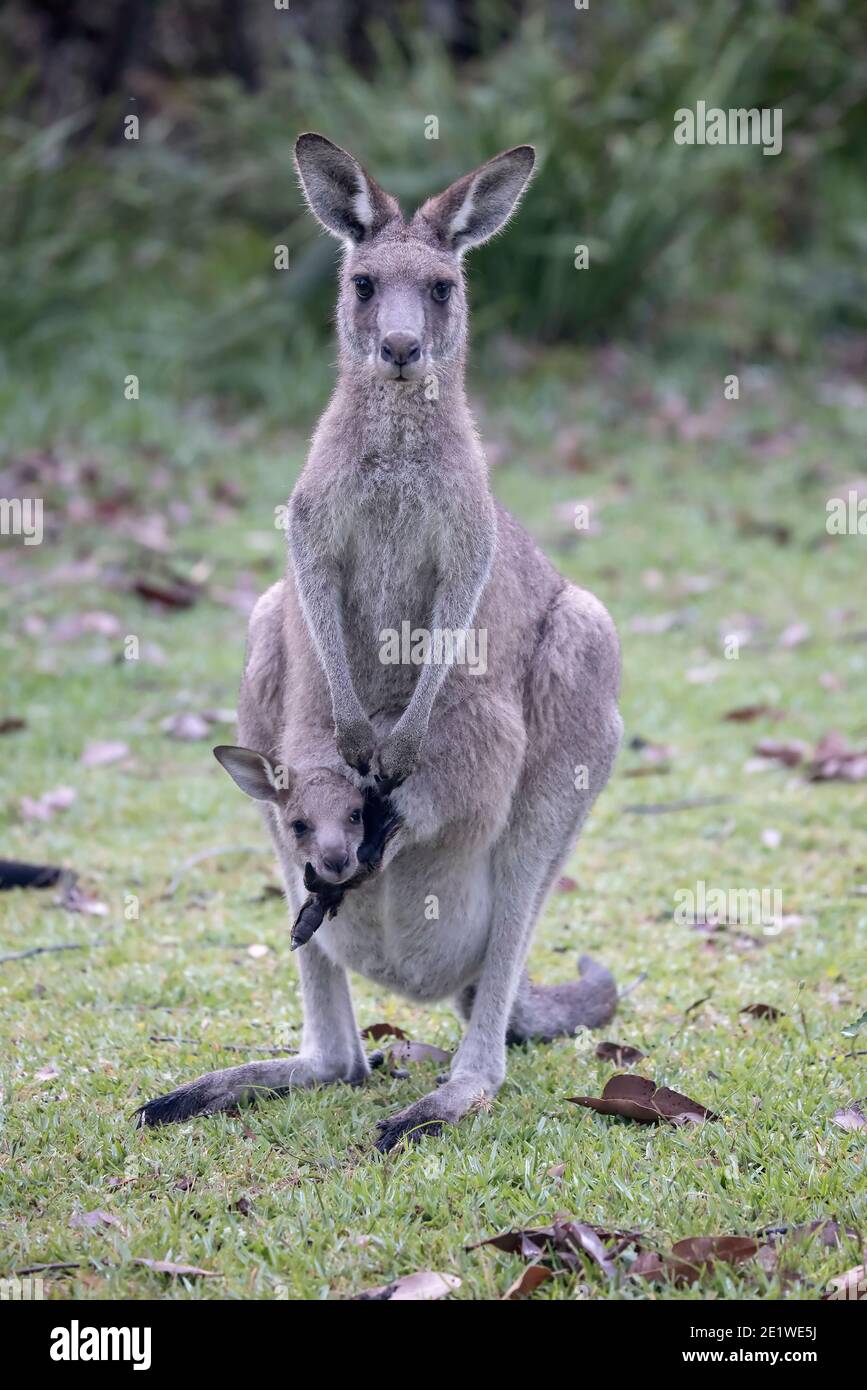 Female Eastern Grey Kangaroo with joey in pouch Stock Photo - Alamy