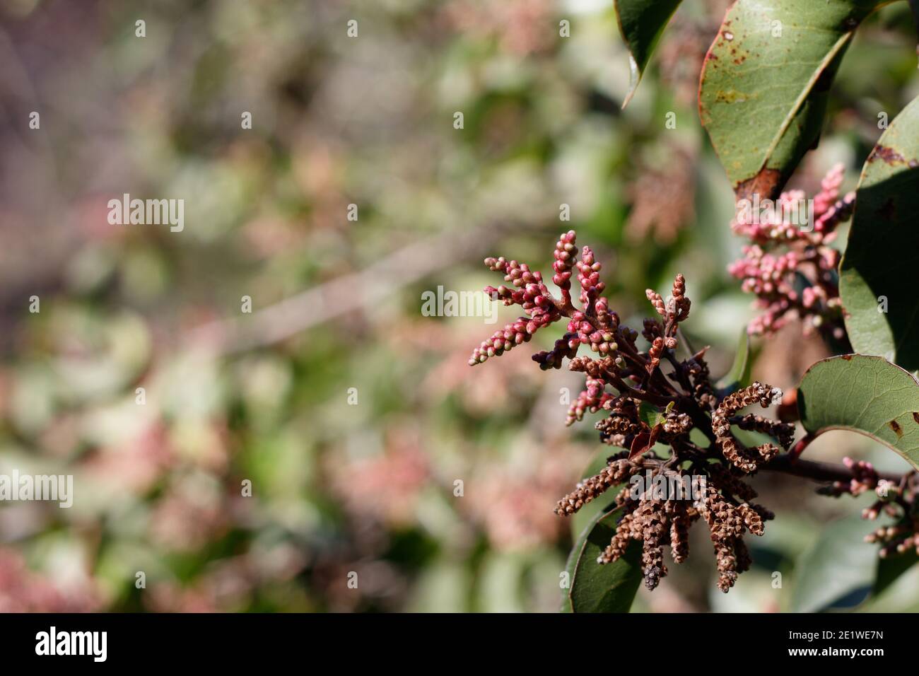 Red flower buds, Sugar Sumac, Rhus Ovata, Anacardiaceae, native shrub ...