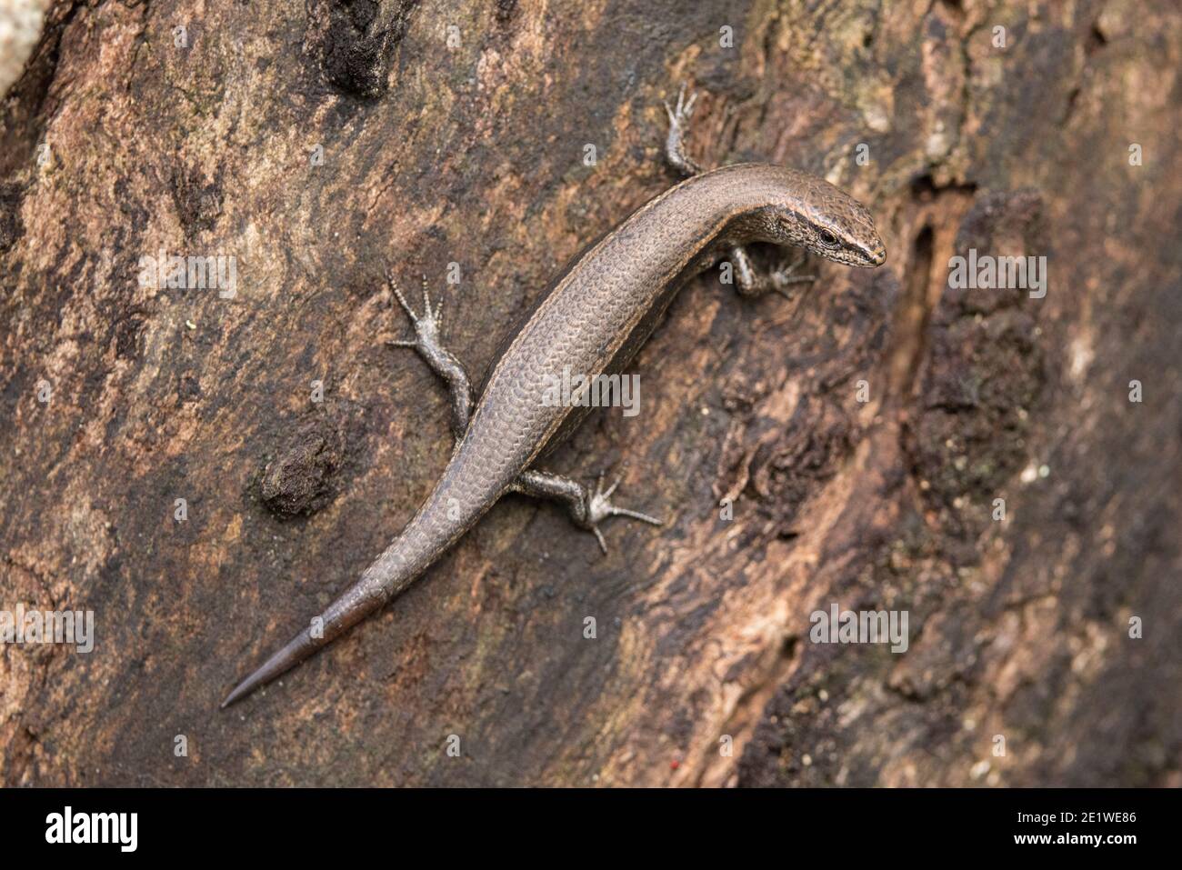Lizard regenerated tail hi-res stock photography and images - Alamy