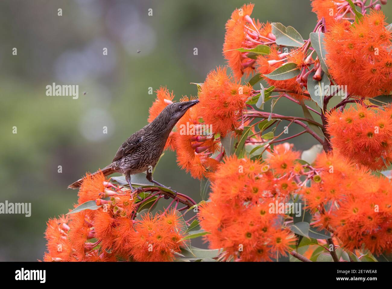Little Wattle Bird feeding on the nectar of a Red Flowering Gum Tree ...