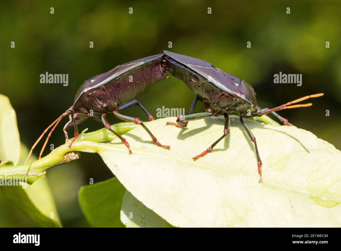 Mating Stink Bugs on Citrus tree leaf Stock Photo - Alamy