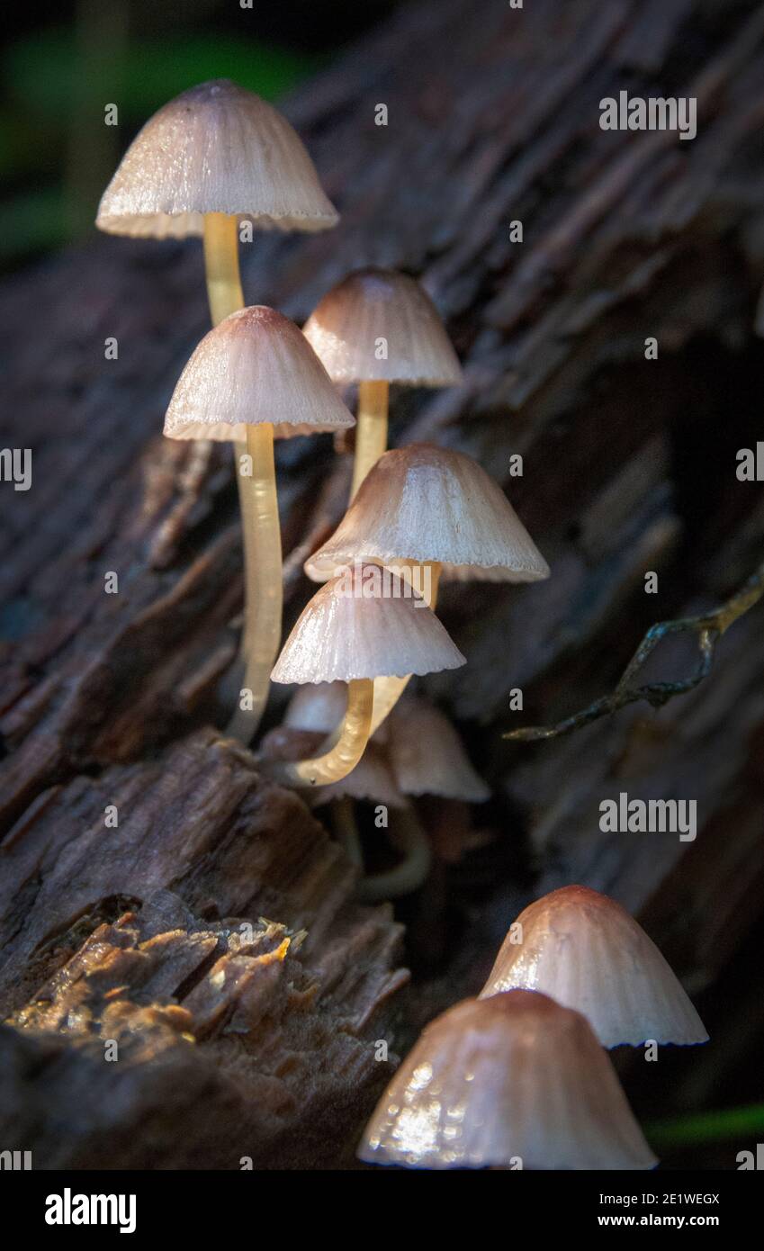 Wild mushrooms, Northern California Stock Photo - Alamy
