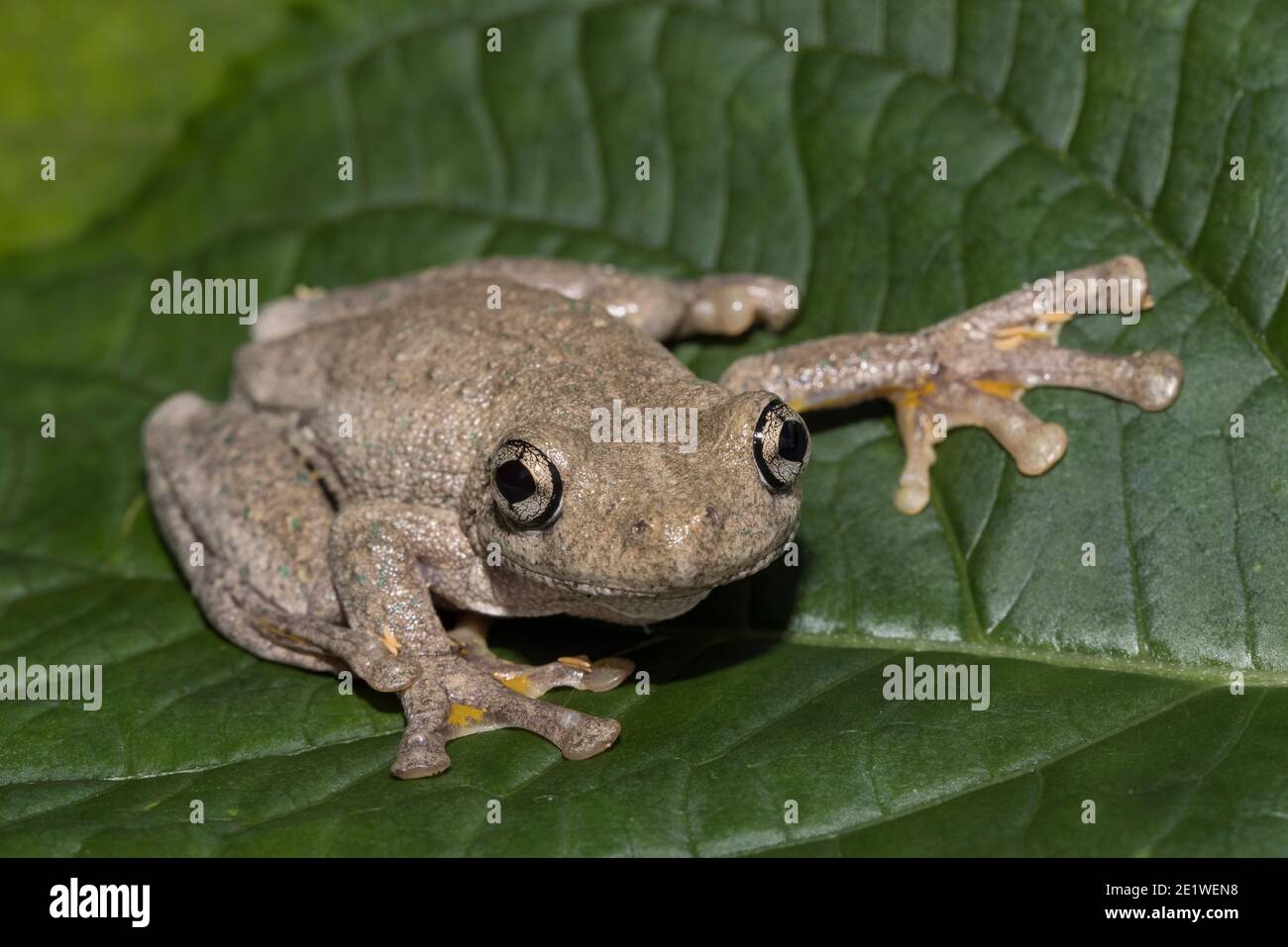 Spotted tree frog australia hi-res stock photography and images - Alamy