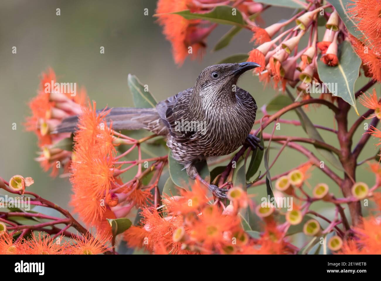 Red wattle tree hi-res stock photography and images - Alamy