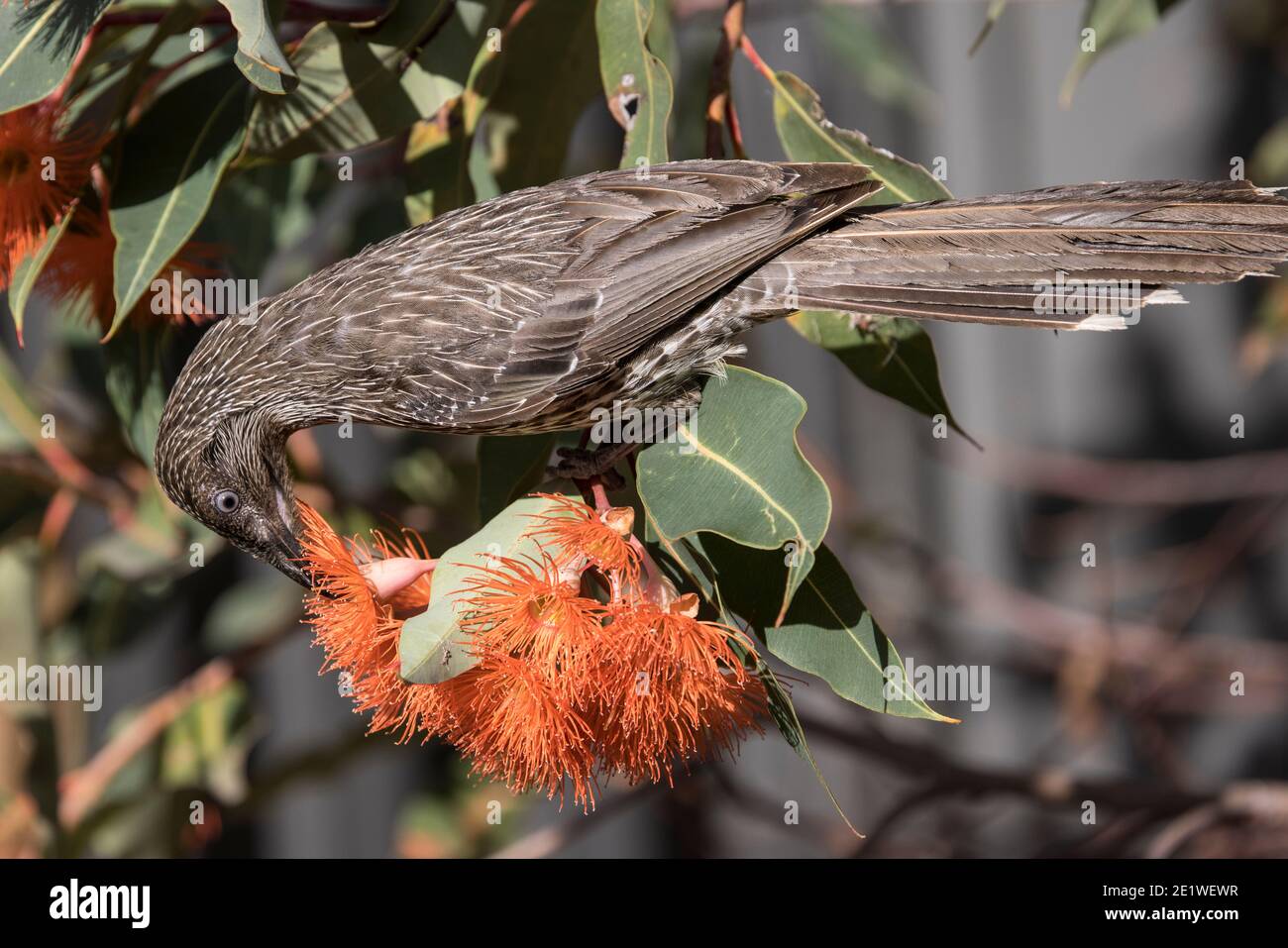 Little Wattle Bird feeding on nectar of a Red Flowering Eucalypt Tree ...