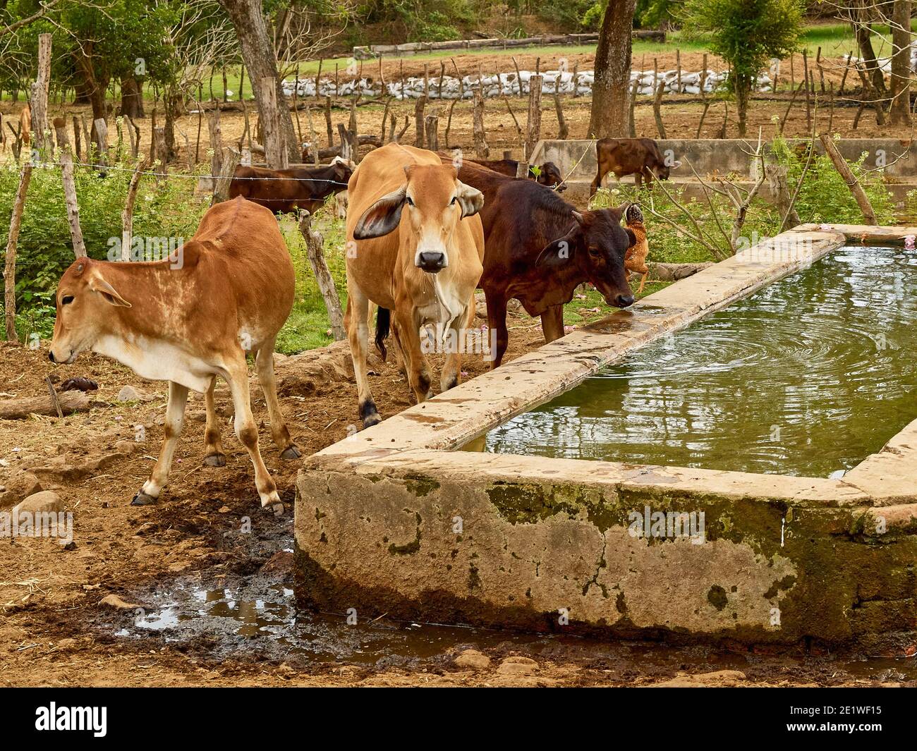 Domesticated cattle domesticated cows hi-res stock photography and ...